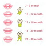 12+ Free Download Best Printable Teeth Chart for Your Baby | Mous Syusa