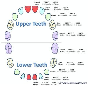 12+ Free Download Best Printable Teeth Chart for Your Baby | Mous Syusa