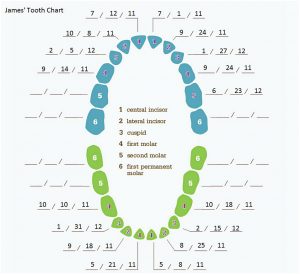 12+ Free Download Best Printable Teeth Chart for Your Baby | Mous Syusa