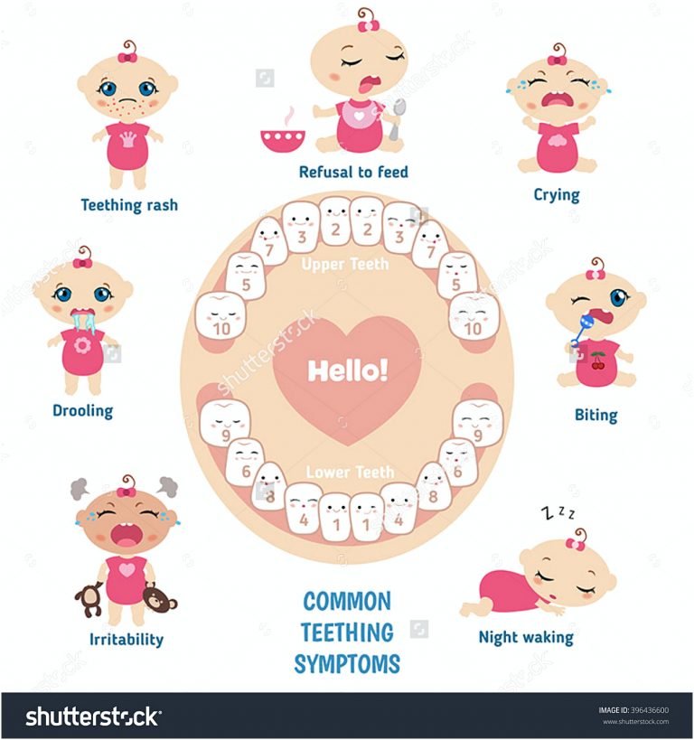 12+ Free Download Best Printable Teeth Chart for Your Baby | Mous Syusa