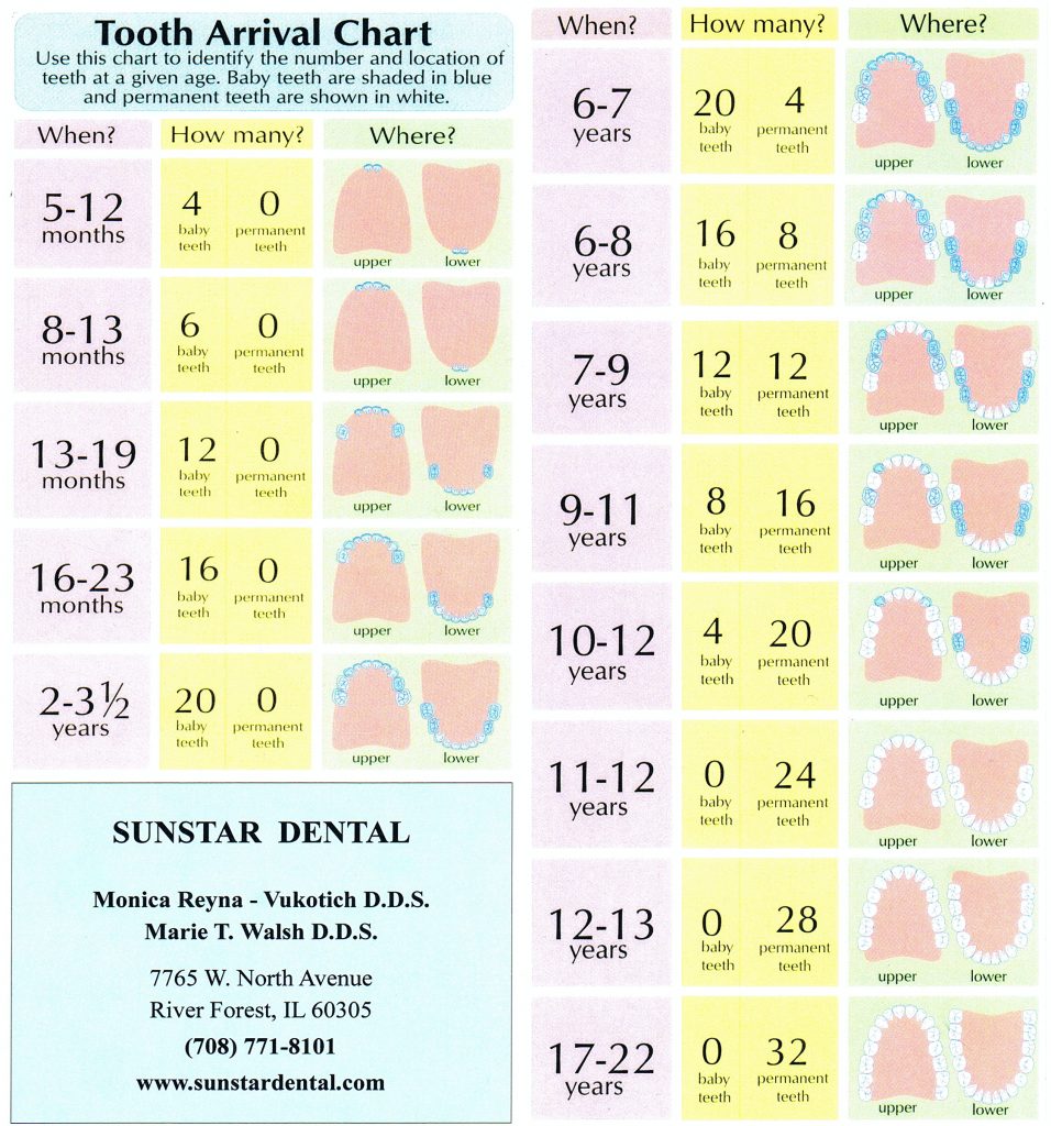 12+ Free Download Best Printable Teeth Chart for Your Baby | Mous Syusa